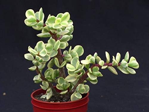 Mphmi Live Plants CRASSULA OVATA NEW VARIGATED GOOD LUCK JADE MONEY ...