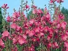 Sidalcea 'Party Girl' / Hardy Perennial/Good Cut Flower and Border ...