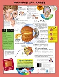 Amazon.com: Blueprint for Health Your Eyes Anatomical Chart - Laminated ...