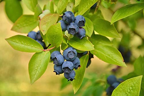 Arlo Dwarf Rare " American Bush Blueberry " Tasty Fruit Live Plant (1 ...