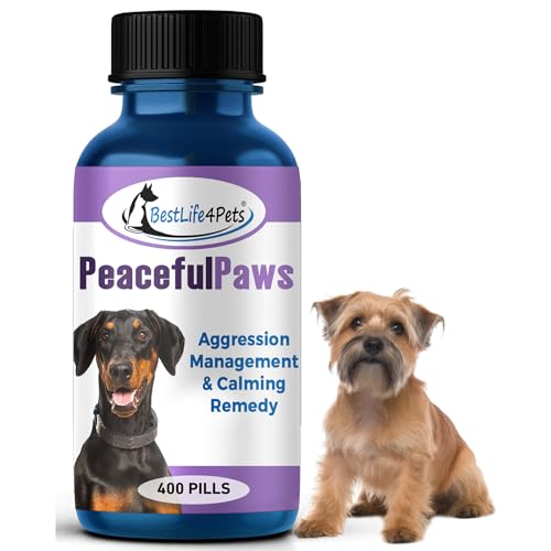 How to Handle an Aggressive Dog Encounter?