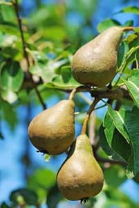 1 x Concorde Pear Tree 4-5ft Tall, in a 6L Pot, Self-Fertile, Sweet & Juicy Pear : Amazon.co.uk ...