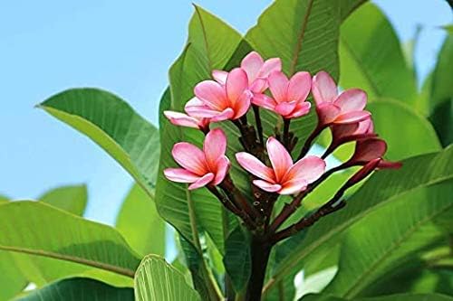 HEALTHYAURA Live Champa/Plumeria Dark Red Flower Plant With Pot ...