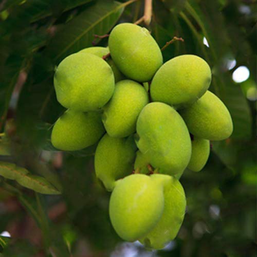 New Patna Nursery kalkatiya-mango Live Plant Live Plant : Amazon.in ...