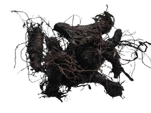 SATISFYING Original Kali Haldi Plant Seed ! Pahadi kali Haldi paudha ...