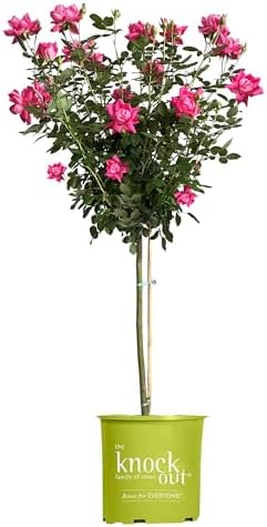 Amazon.com : 3 Gallon Knock Out Double Pink Tree Rose : Patio, Lawn ...