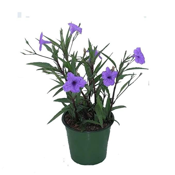 Sumit Greenery Neelam Flower Live Plant for Your Home & Garden(pack of ...