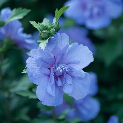 Nil joba-Hibisus, Blue hibisus Gudhal flower plant healthy Flower plant ...