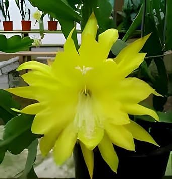 SOMNIA NURSERY Rare (Yellow) Brahma Kamal | Night Queen Healthy Live ...