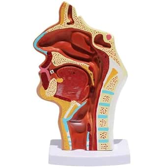 Nasal Cavity Anatomical Model, Nasopharyngeal Structure Model Medical ...