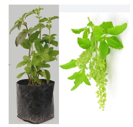 Green view Rudraksha Plant "Original Nepal Vaiety" (Height 1-2 Feet ...