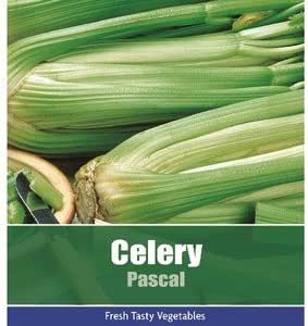 De Ree Celery Pascal Vegetable Plant 875 Seeds : Amazon.co.uk: Garden