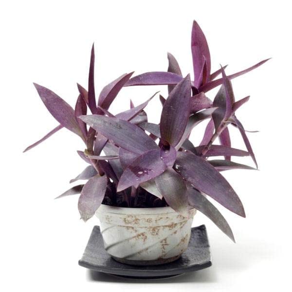 Tradescantia Pallida, Purple Queen, Purple Secretia - Plant : Amazon.in ...