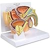 Male Pelvis W/ 3D Prostate Model Mid Sagittal Section of The Male ...