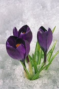 Oakwood Farms Mix Crocus Bulbs Varieties Collection Crocuss Bulbs for ...