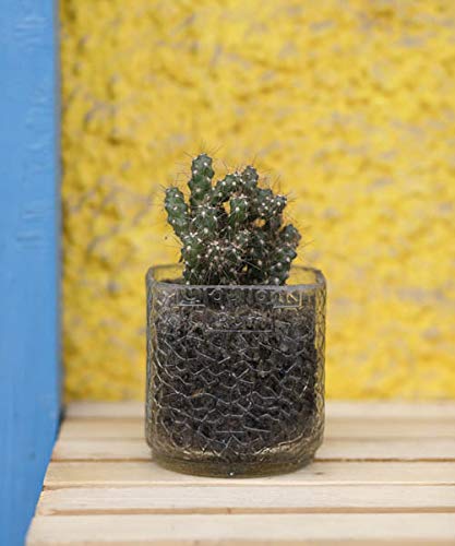 Kavi The Poetry-Art Project Recycled Bottle Planter, Plant Container ...