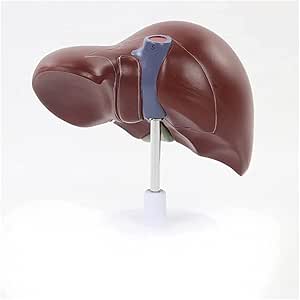 Amazon.co.jp: Liver model, realistic design, human organ model, 1:1 ...