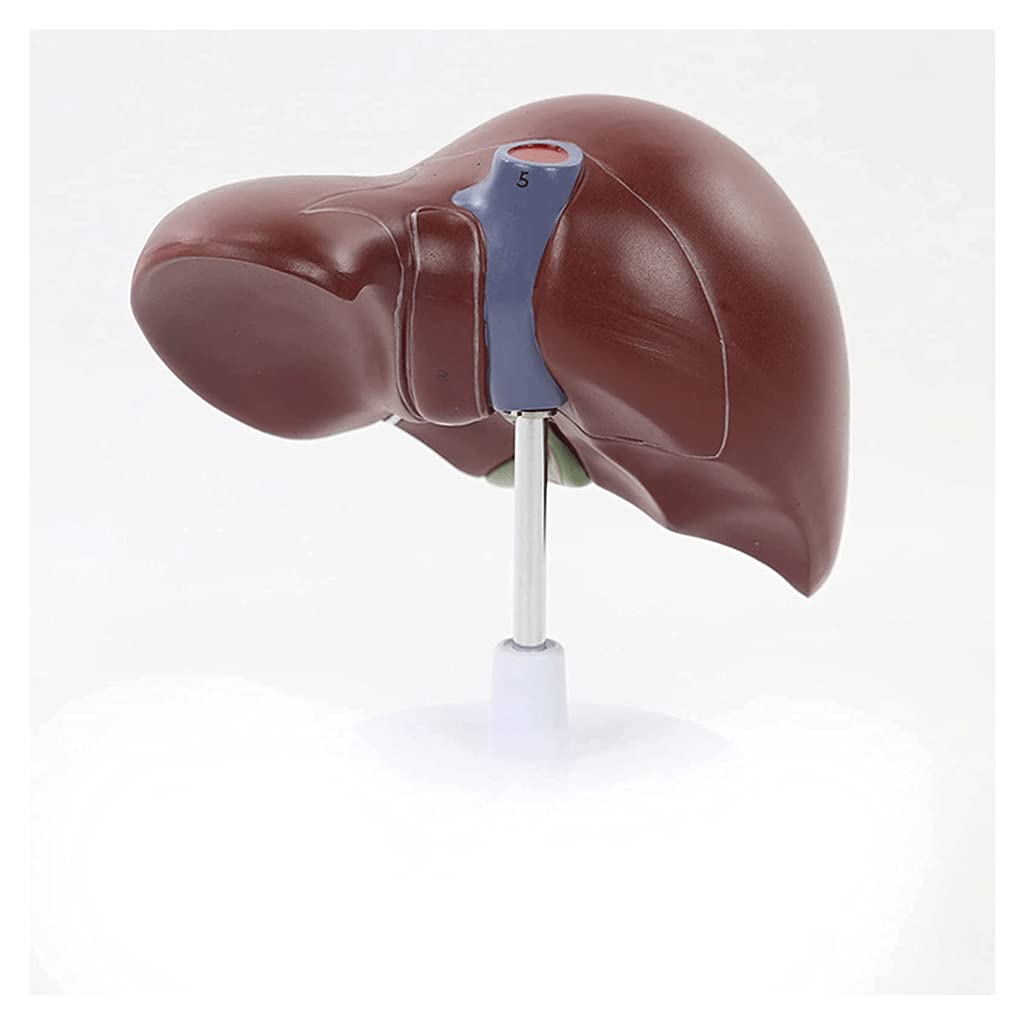 Human Liver Real