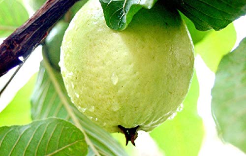 HYBRID Guava Fruit Tree Amrud Rare Apple Guava Amrood Plant Plants Tree ...