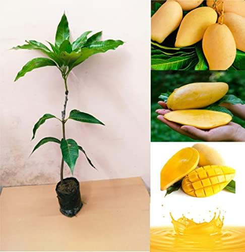 Green view Original Miyazaki Combo 2 Mango Plant- Eggs Of The Sun Are ...