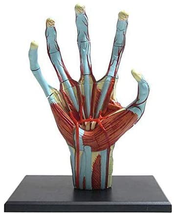Buy Medical Anatomical Hand Skeleton Model, Hand Joint Anatomical Model ...