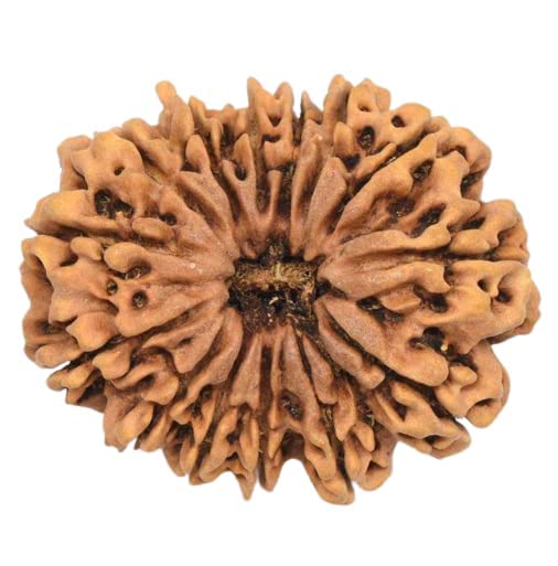 Buy SRT Rudra 14 Mukhi Rudraksha Original Certified Nepali Pendant Best ...