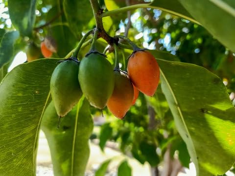 Khirni fruit seeds, germmination 100% (9 seeds) : Amazon.in: Garden ...