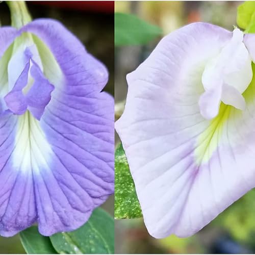 NatureHills Aparajita Seeds Mixed Color Pack Blue Pink White, Double ...