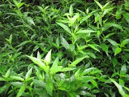 KAROLANE® Chirata Charaita Chirayata Bhunimba Swertia Chirayita ...