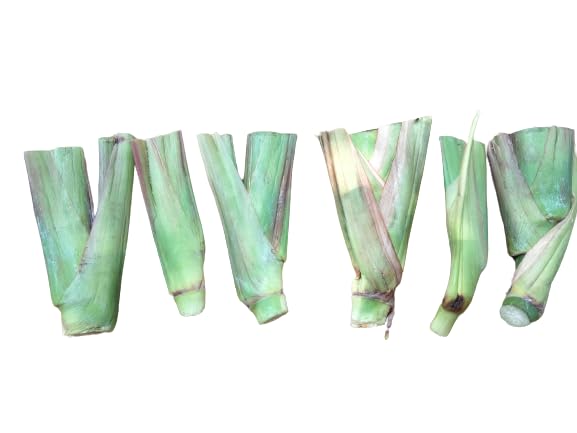 American 5G Napier Grass Stem - Gutemala grass/American Napier/Mexican ...