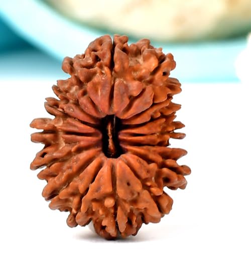 Gemstone King Superfine 16 Face Rudraksha Original Certified with ...