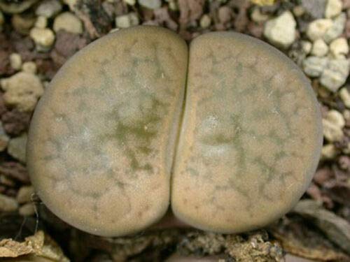 Lithops hookeri - How to grow & care