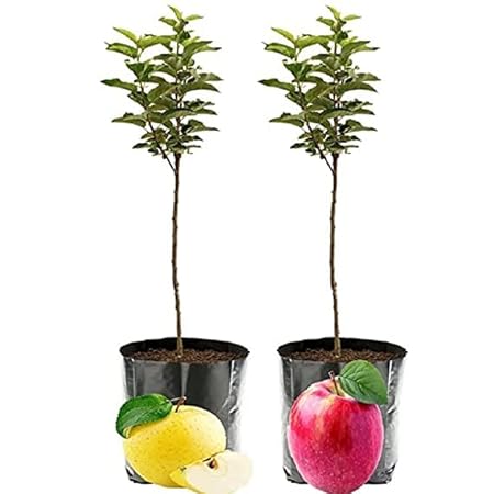 BLOOM & GROW Apple Seb Tropical Warm Climate Variety Fruit Grafted 1.5 ...