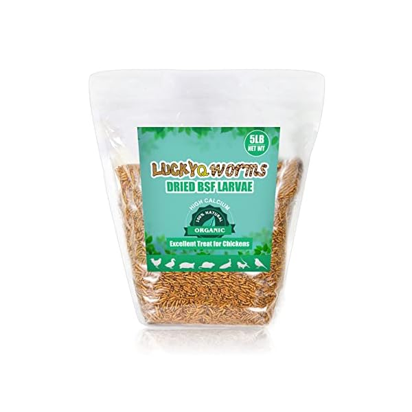 LuckyQworms Dried Black Solidier Fly Larvae 11LBS, 85X More Calcium ...