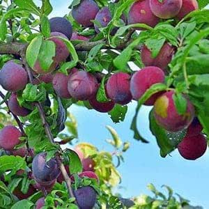 Mphmi Live Plant Nursery NCR Fruit Plum Live Plant Aloo Bukhara Tree ...