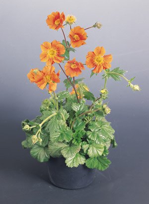 Geum coccineum - How to grow & care