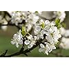Amazon.com : Asian Pear Tree Live Plant, Live Pear Plant Tree, 24 to 36 ...