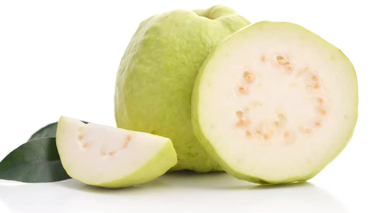 Green view "Giant Vietnamese" Hybrid Guava - 1 Healthy Live 'Giant ...