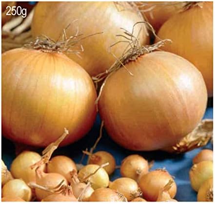 250 Grams x Onion Sets Radar- Outstanding Performer -Mild Crisp Flavour ...