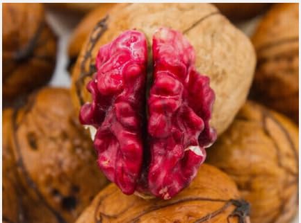 RED WALNUT live plant : Amazon.in: Garden & Outdoors
