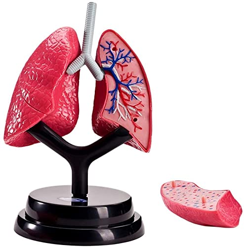 Buy Anatomy Model, Medical Anatomical Lung Model - Human Organ ...