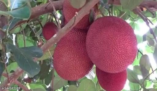 Everfit agro Thailand Pink Jackfruit Plant. 1 Live Grafted Pink ...