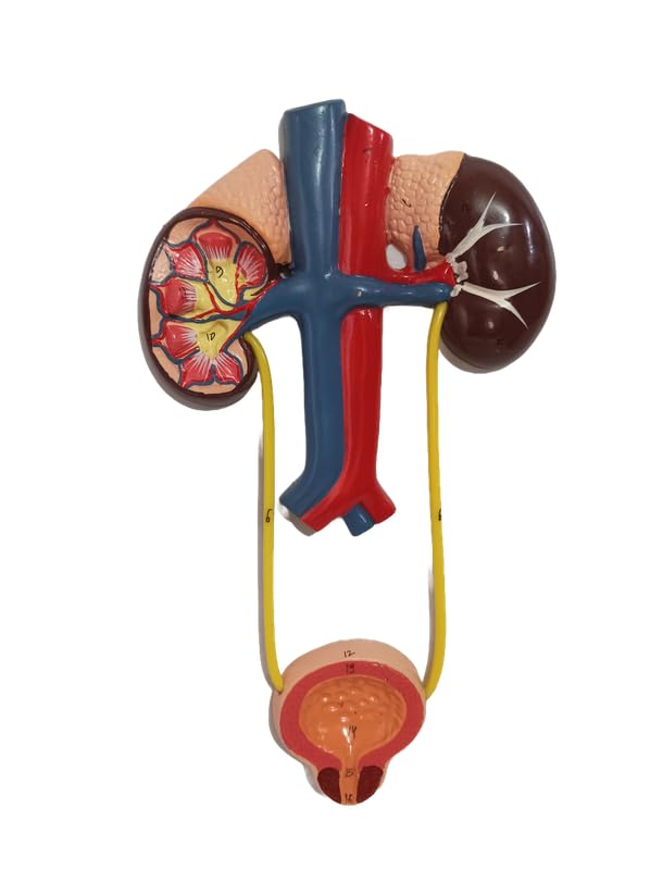 NAVKAR SYSTEMS Human Urinary System Model : Amazon.in: Industrial ...