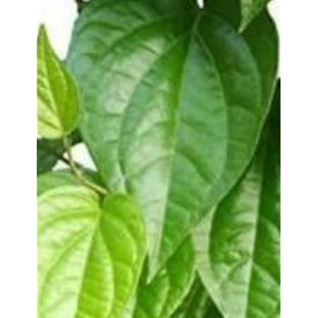 NATURE WORLD PREMIUM ORGANIC AND AYURVEDIC DESI BETEL LEAF VILEDELE ...