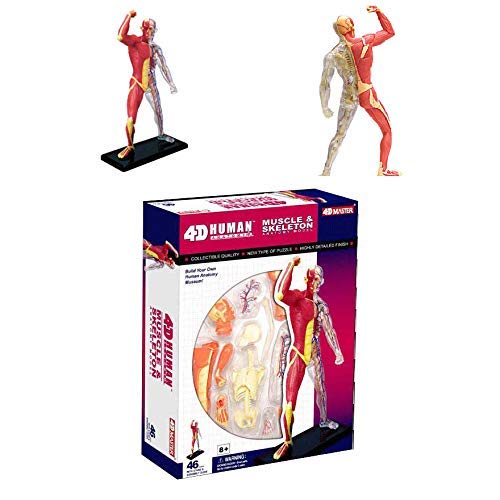 Buy DBSCD Human Muscle Anatomy Model - 4D Vision Human Muscle And ...