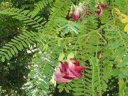 three four feet agasti plant (sesbania grandiflora) : Amazon.in: Garden ...