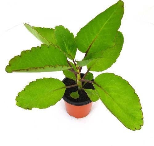 Mohomaya Beautiful Gardening HEALTHY PLANT Bryophyllum Pinnatum ...