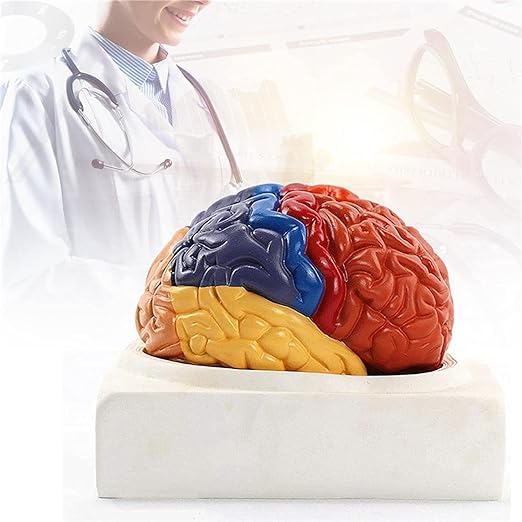 Khanna Traders® Human Brain Model Anatomy Color-Coded Life Size ...