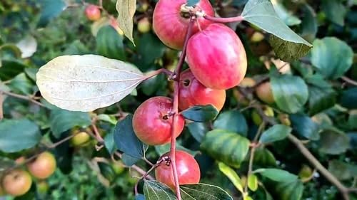 Miss India/Bharat Sundari Apple Ber Plant GRAFTED Plant & Tree (Pack Of ...