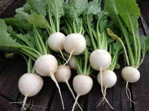 Amazon.com : 1600 White Globe Round Turnip Seeds for Planting Heirloom ...